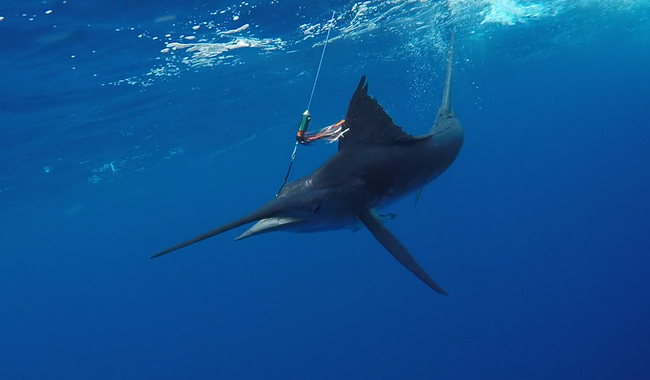 Marlin Setup Guide: Gear, Lures & Pro Tips - MagBay Lures