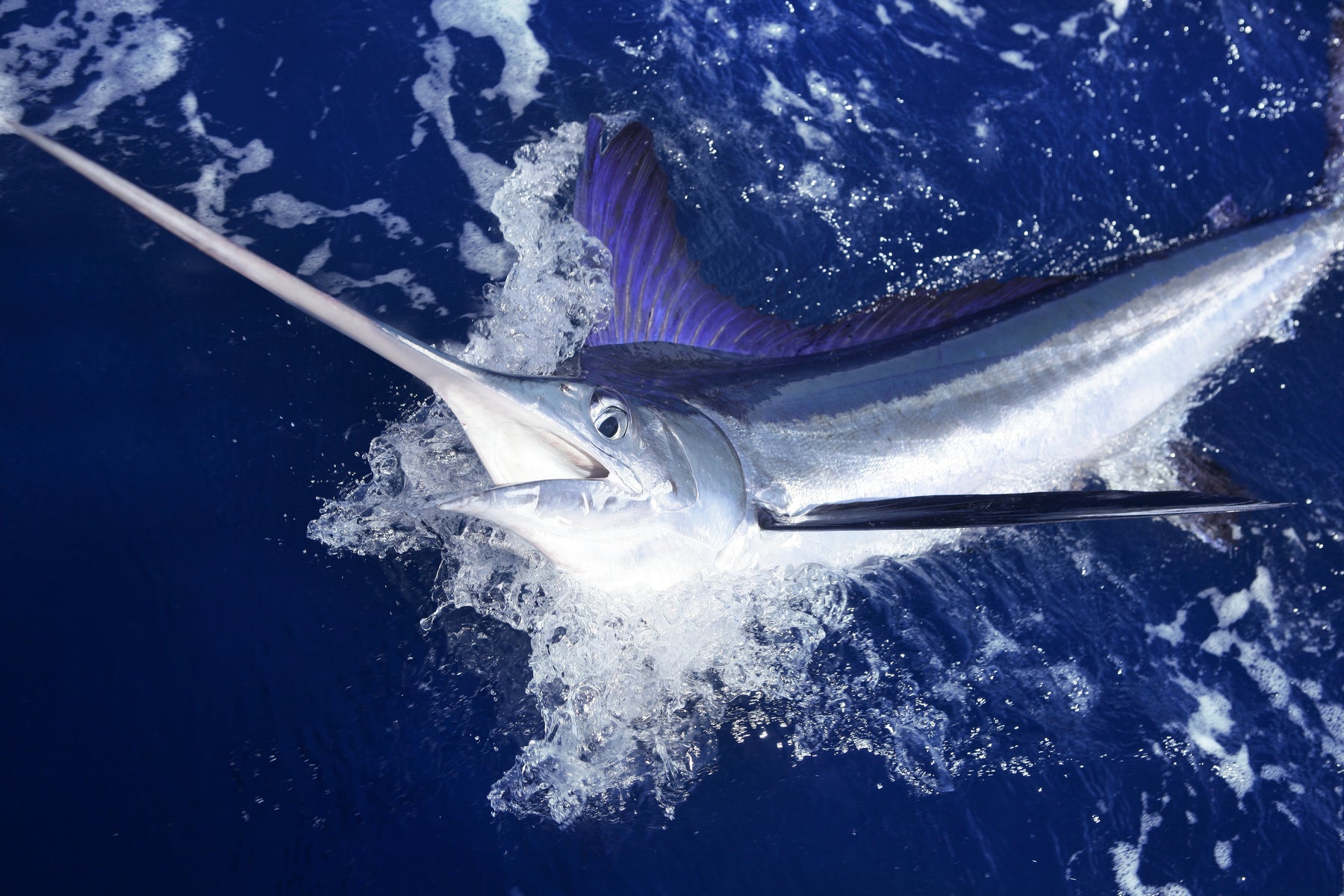 Premium Big Game Fishing Lures & Tackle | MagBay Lures