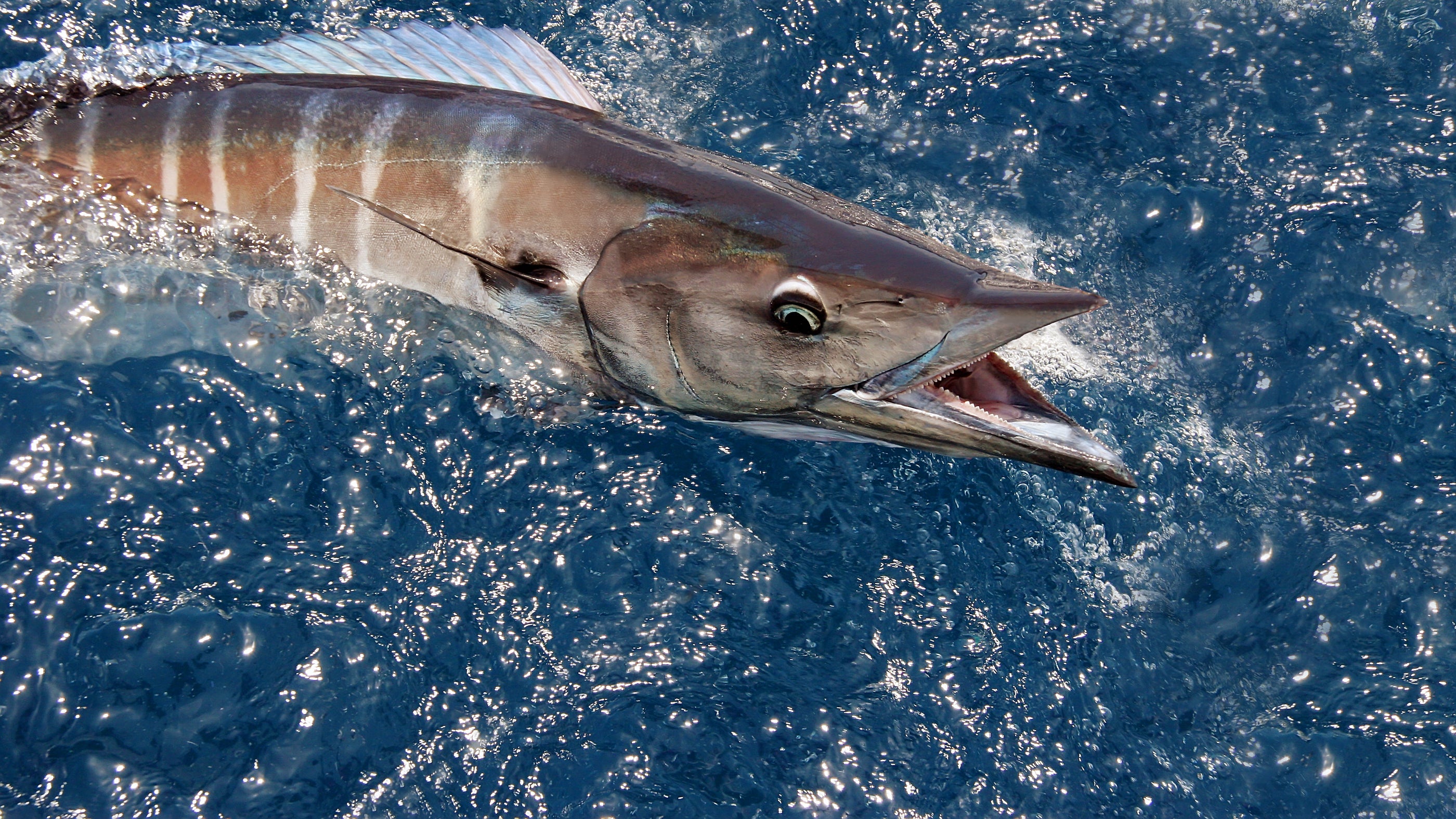 Premium Big Game Fishing Lures & Tackle | MagBay Lures